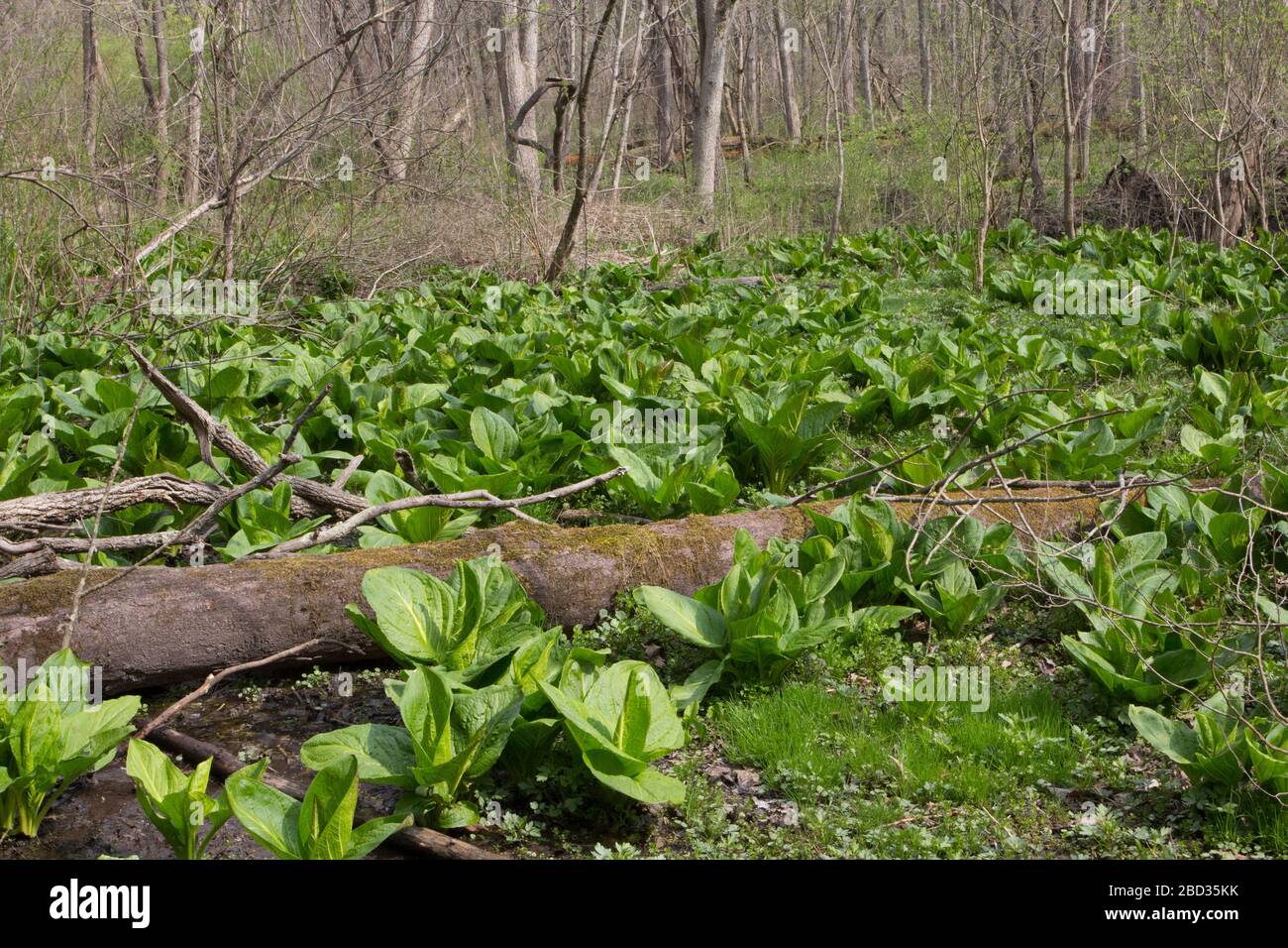 Glen Helen Preserve, Yellow Springs, Ohio Stock Photo - Alamy