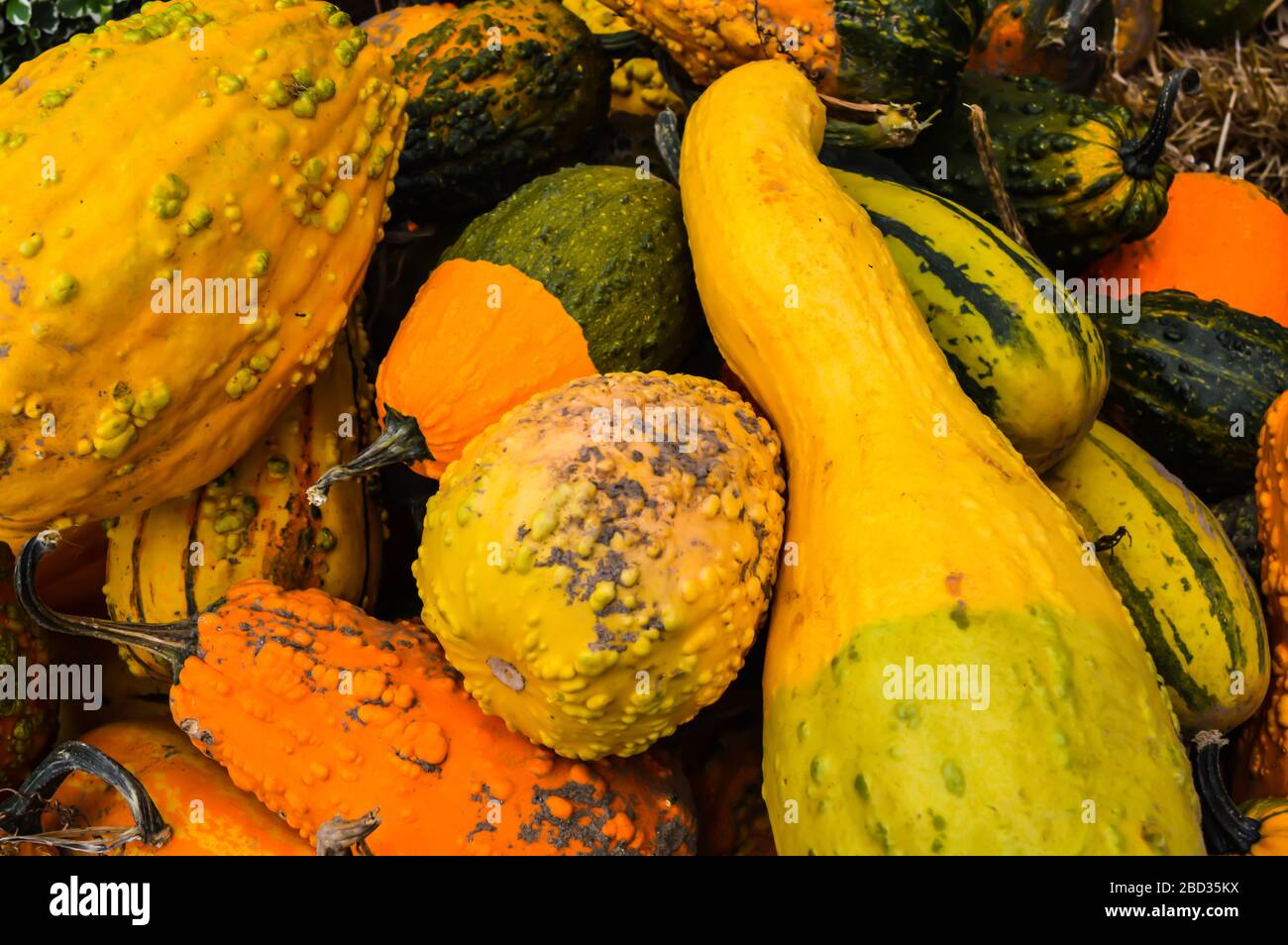 Decorative gourds hi-res stock photography and images - Alamy