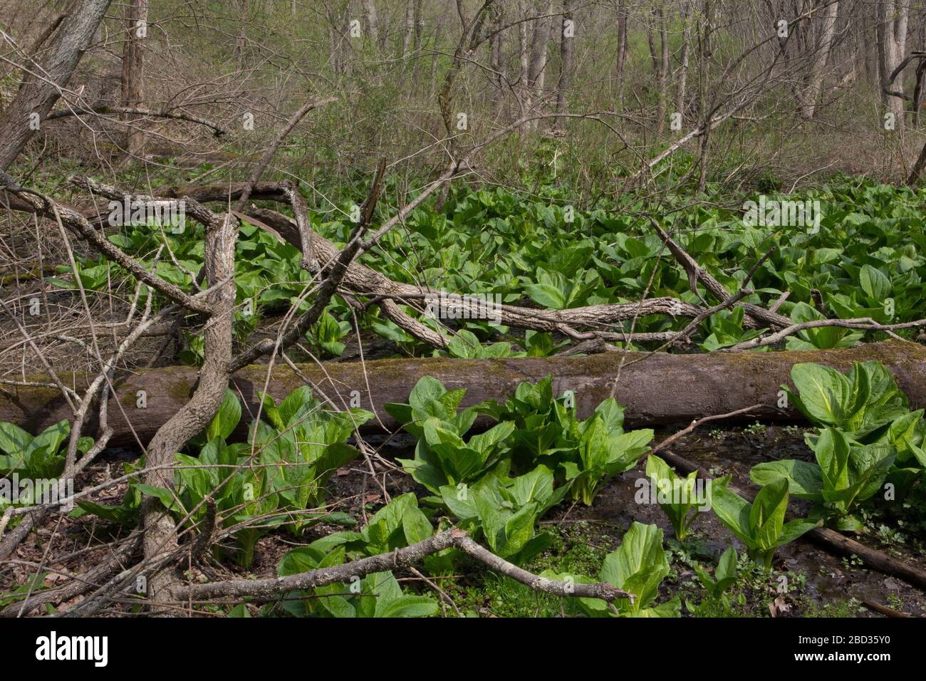 Glen Helen Preserve, Yellow Springs, Ohio Stock Photo - Alamy