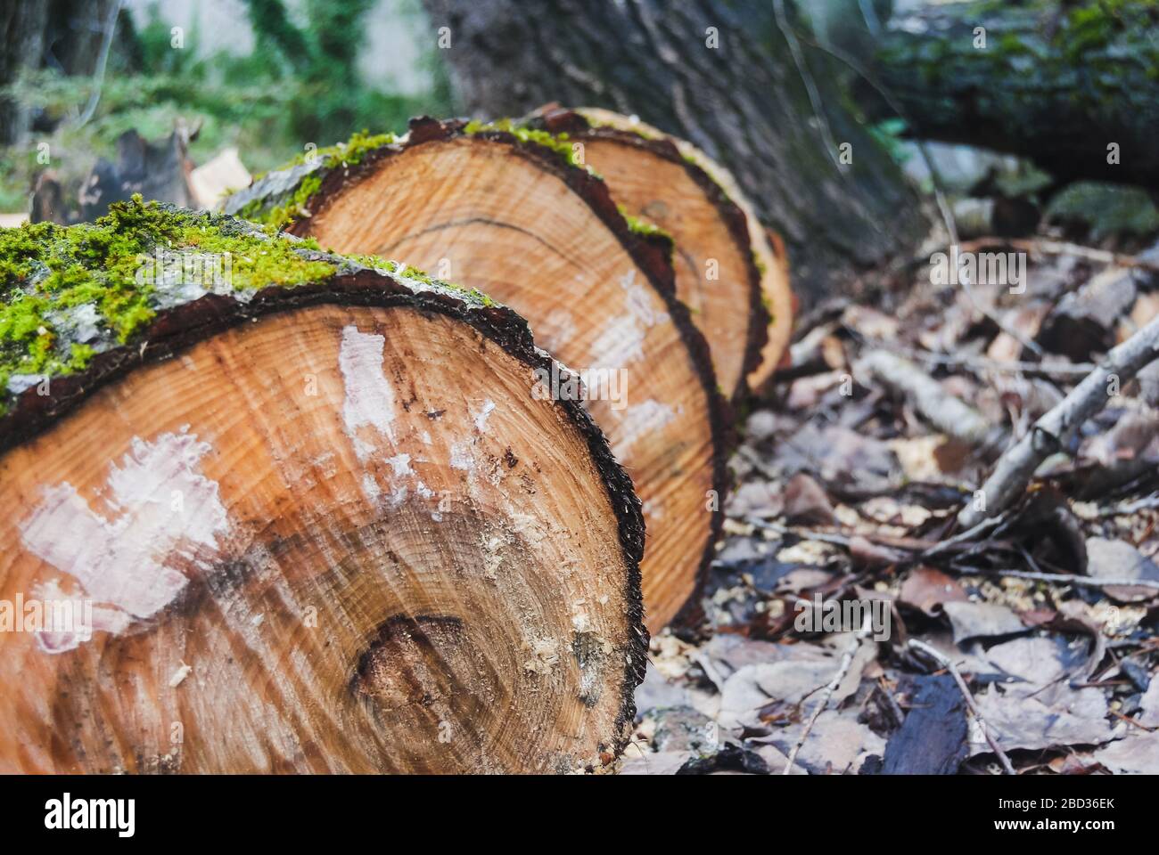 A color image of wooden logs with moss over leaves and sawdust in the ...