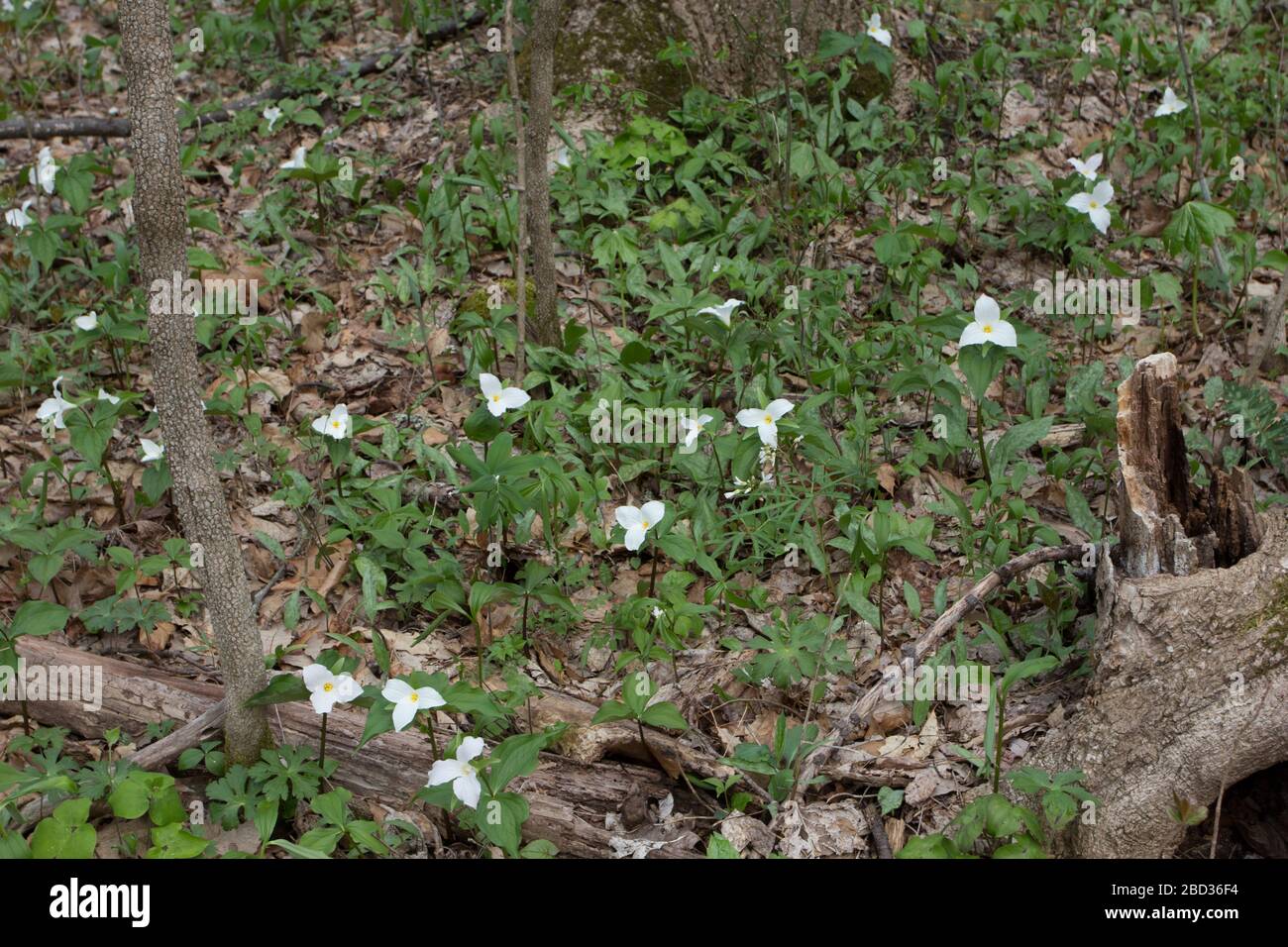Glen Helen Preserve, Yellow Springs, Ohio Stock Photo - Alamy