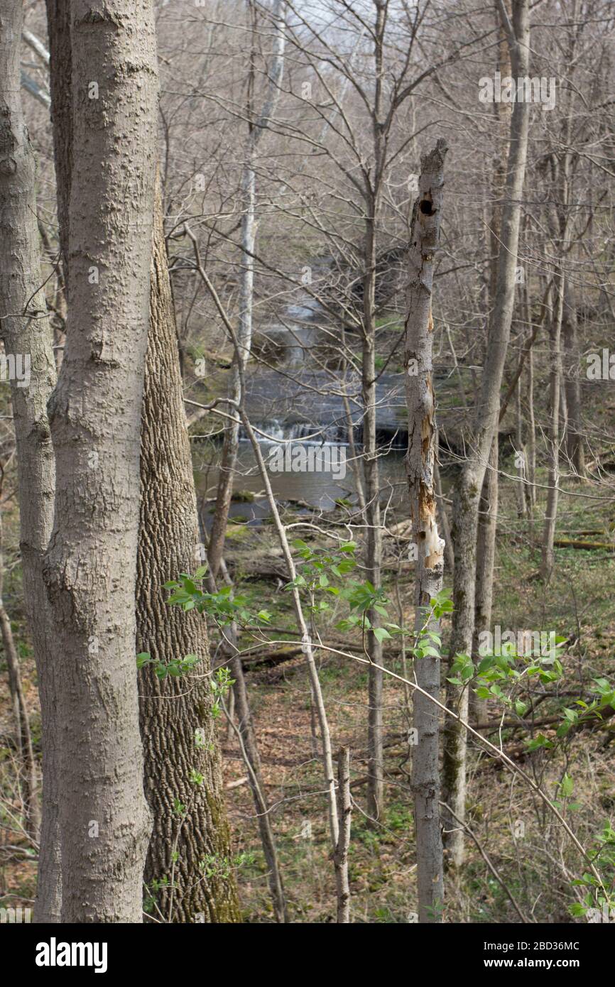 Glen Helen Preserve, Yellow Springs, Ohio Stock Photo - Alamy
