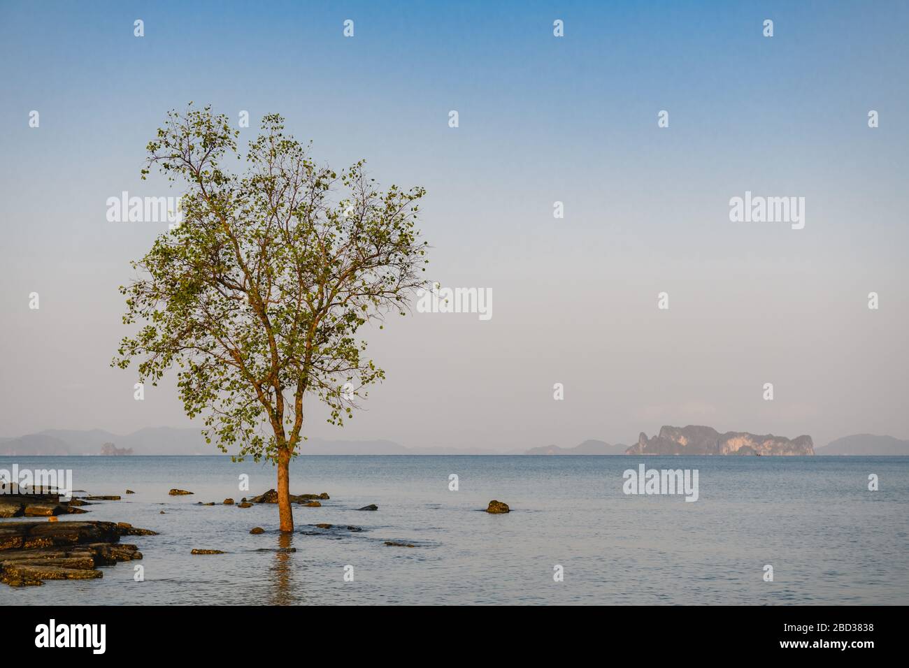 Nature landscape horizontal with water and growing tree at soft sunset ...