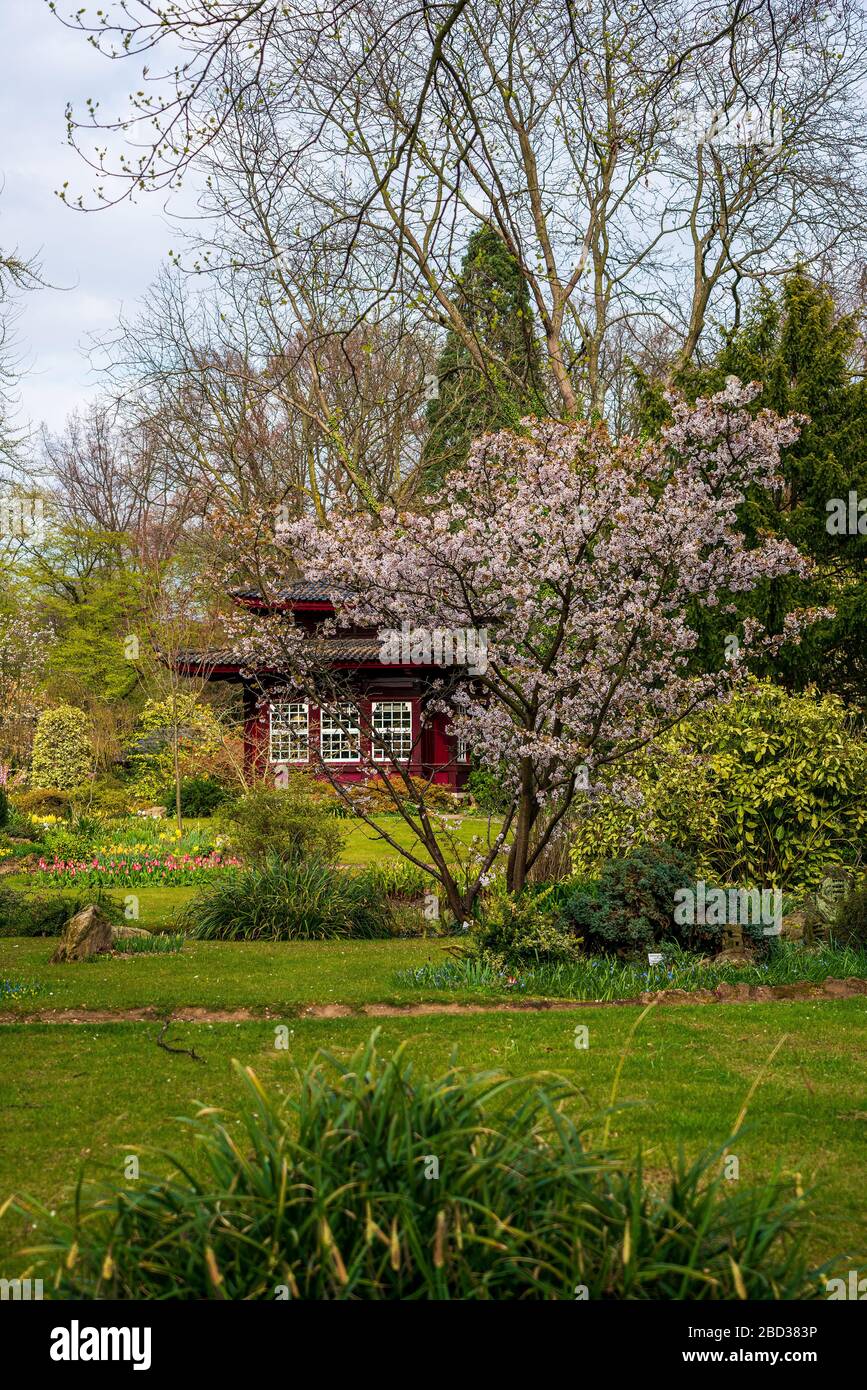 Spring in the Japanese garden Stock Photo - Alamy