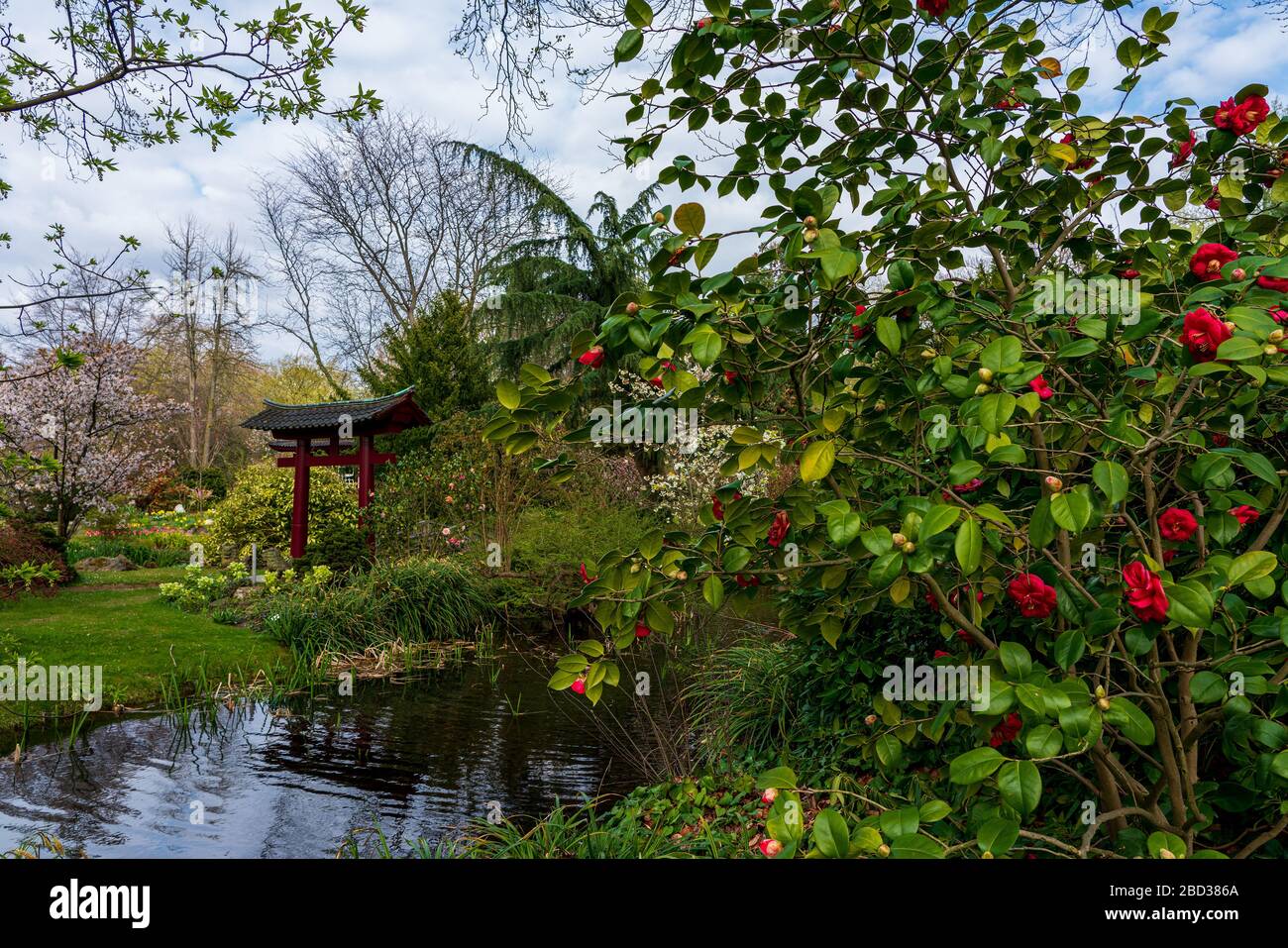 Spring in the Japanese garden Stock Photo - Alamy