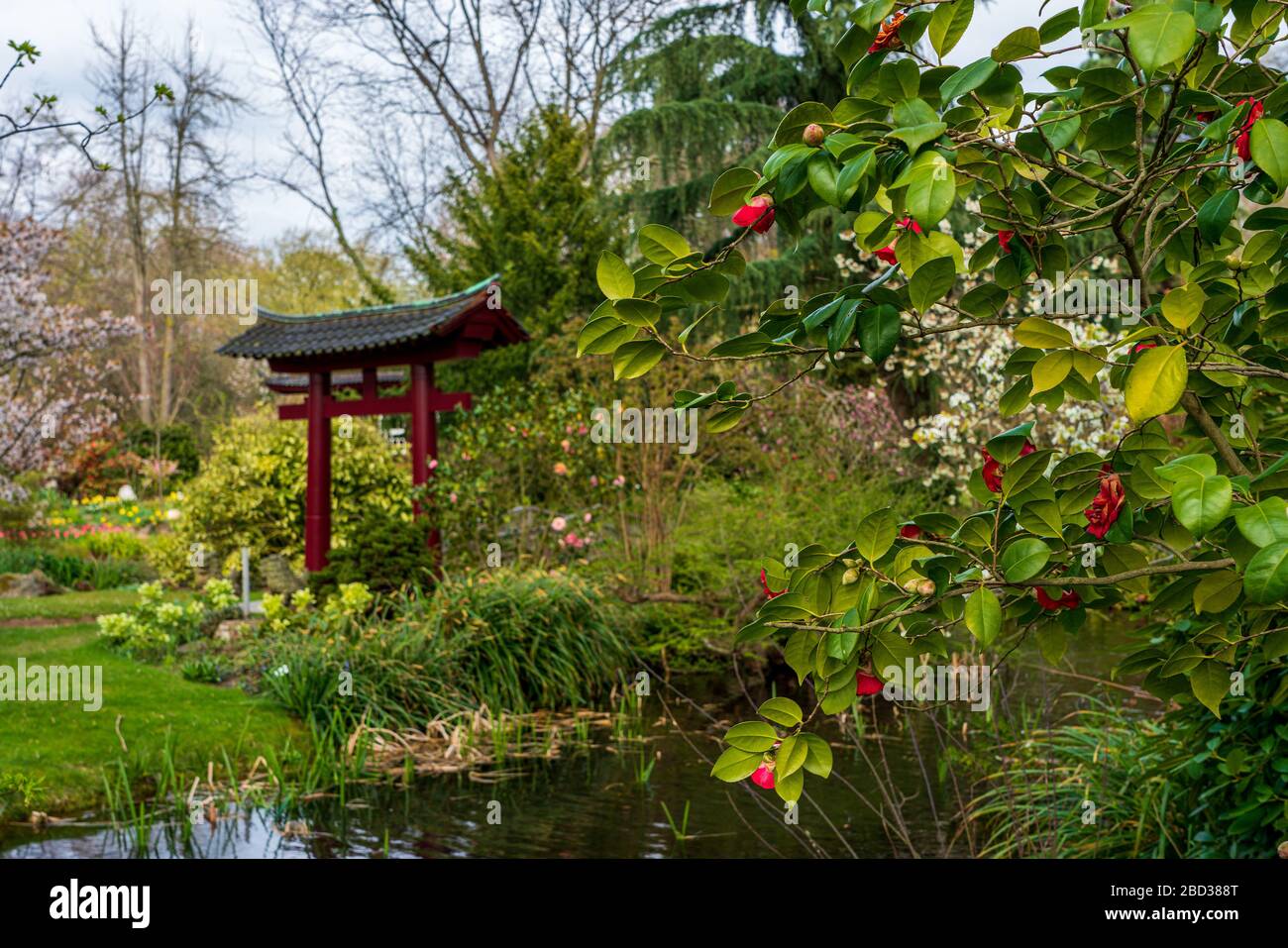 Spring in the Japanese garden Stock Photo - Alamy