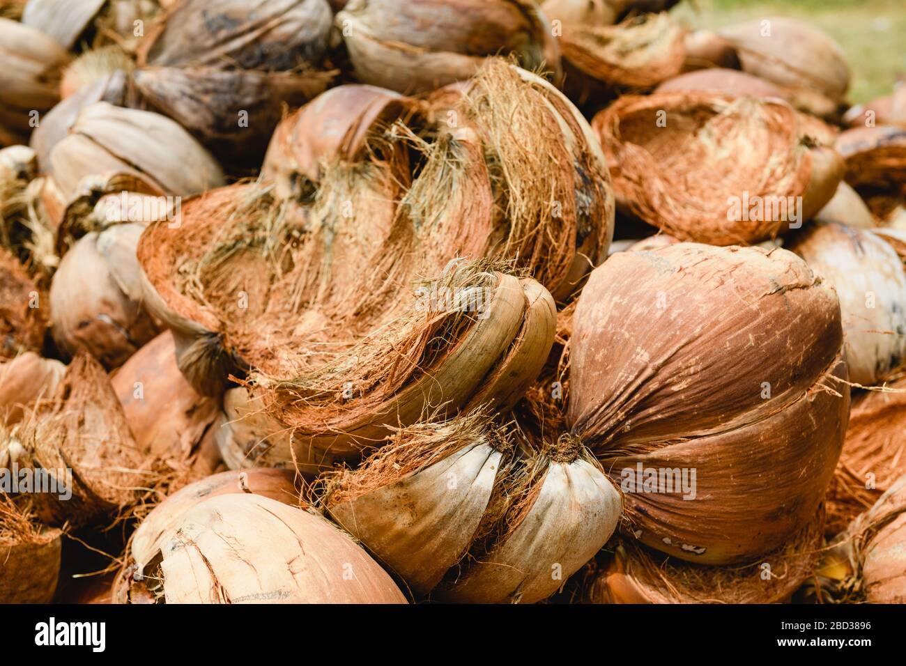 Coconut hairy shell background without nuts inside, at ground in ...