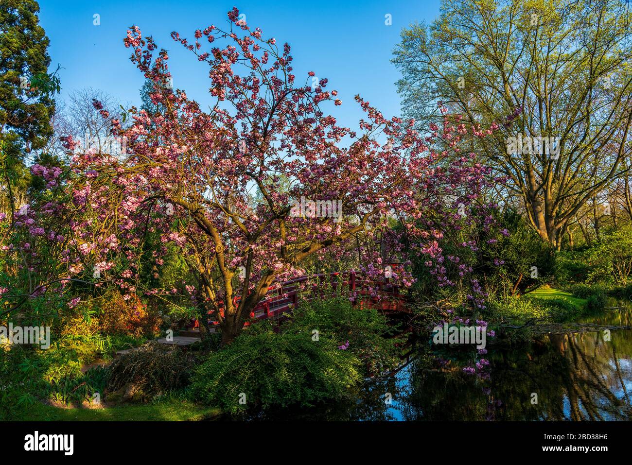 Spring in the Japanese garden Stock Photo - Alamy