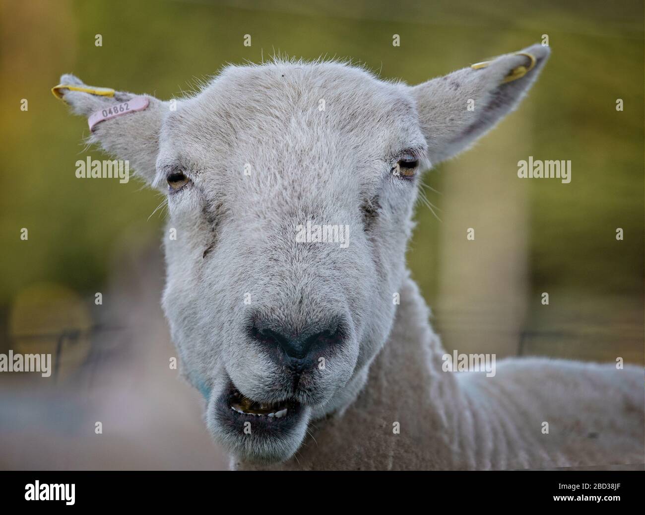 White sheeps head hi-res stock photography and images - Alamy