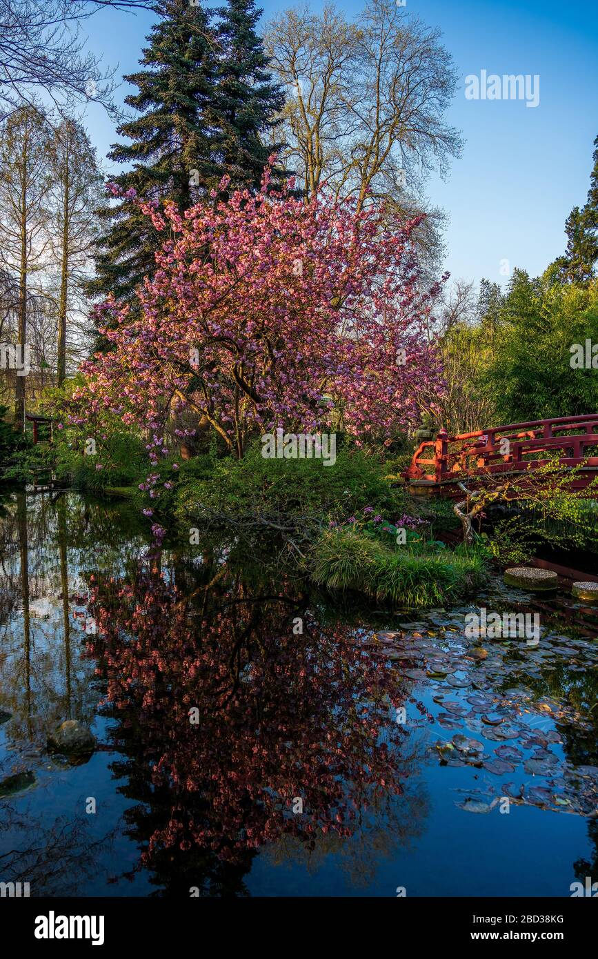 Spring in the Japanese garden Stock Photo - Alamy
