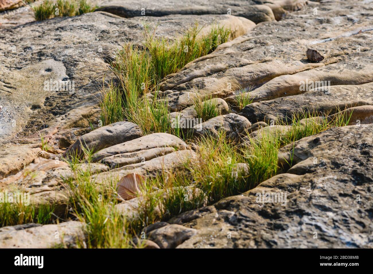 Nature background photo from sea coast with pebbles and herbs during ...