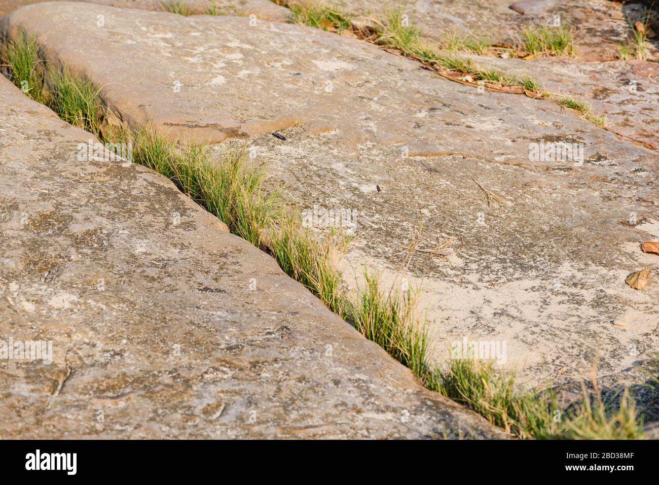 Nature background photo from sea coast with pebbles and herbs during ...