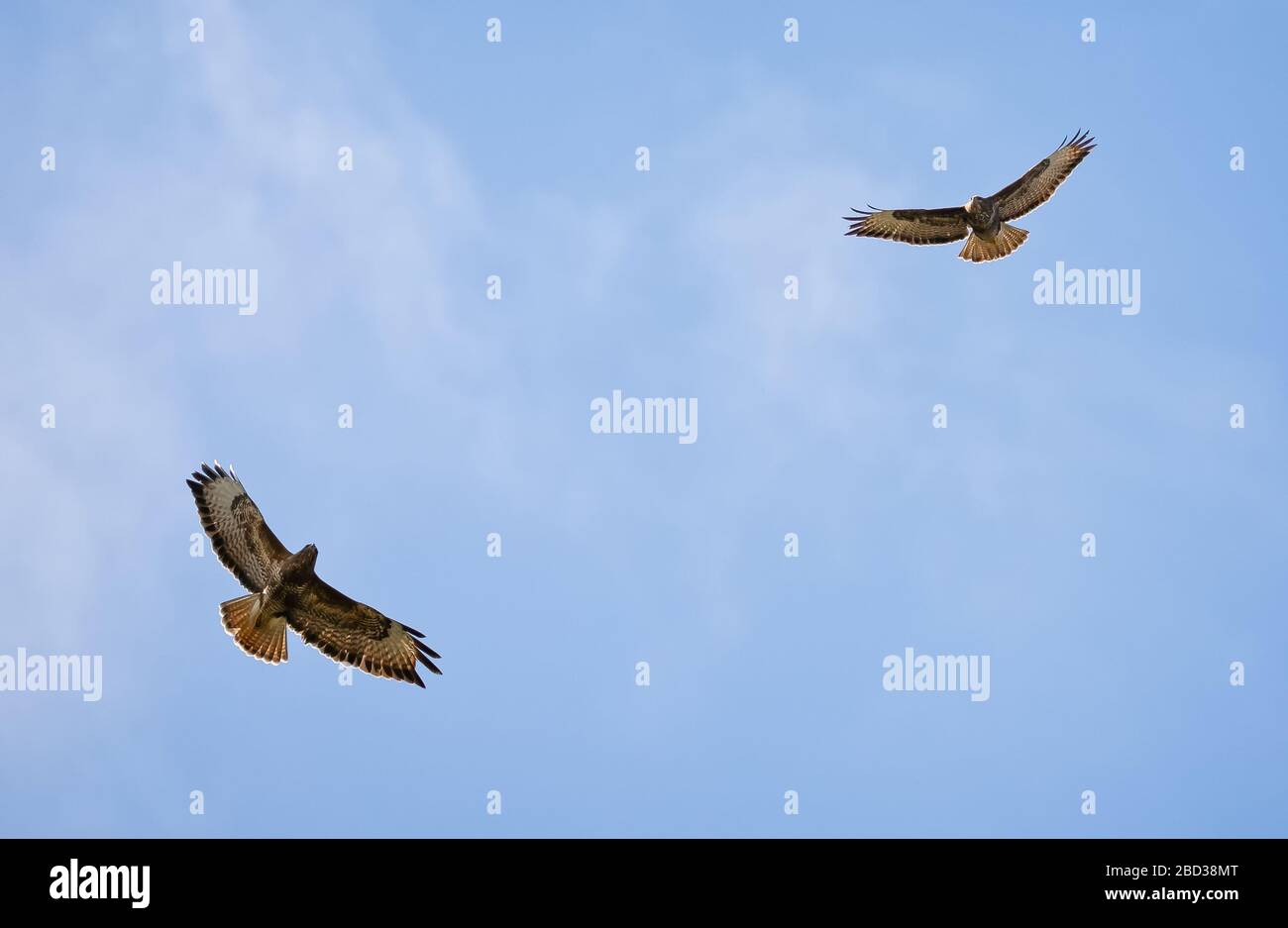 Common buzzards hi-res stock photography and images - Alamy