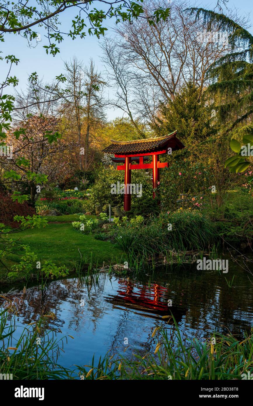 Spring in the Japanese garden Stock Photo - Alamy