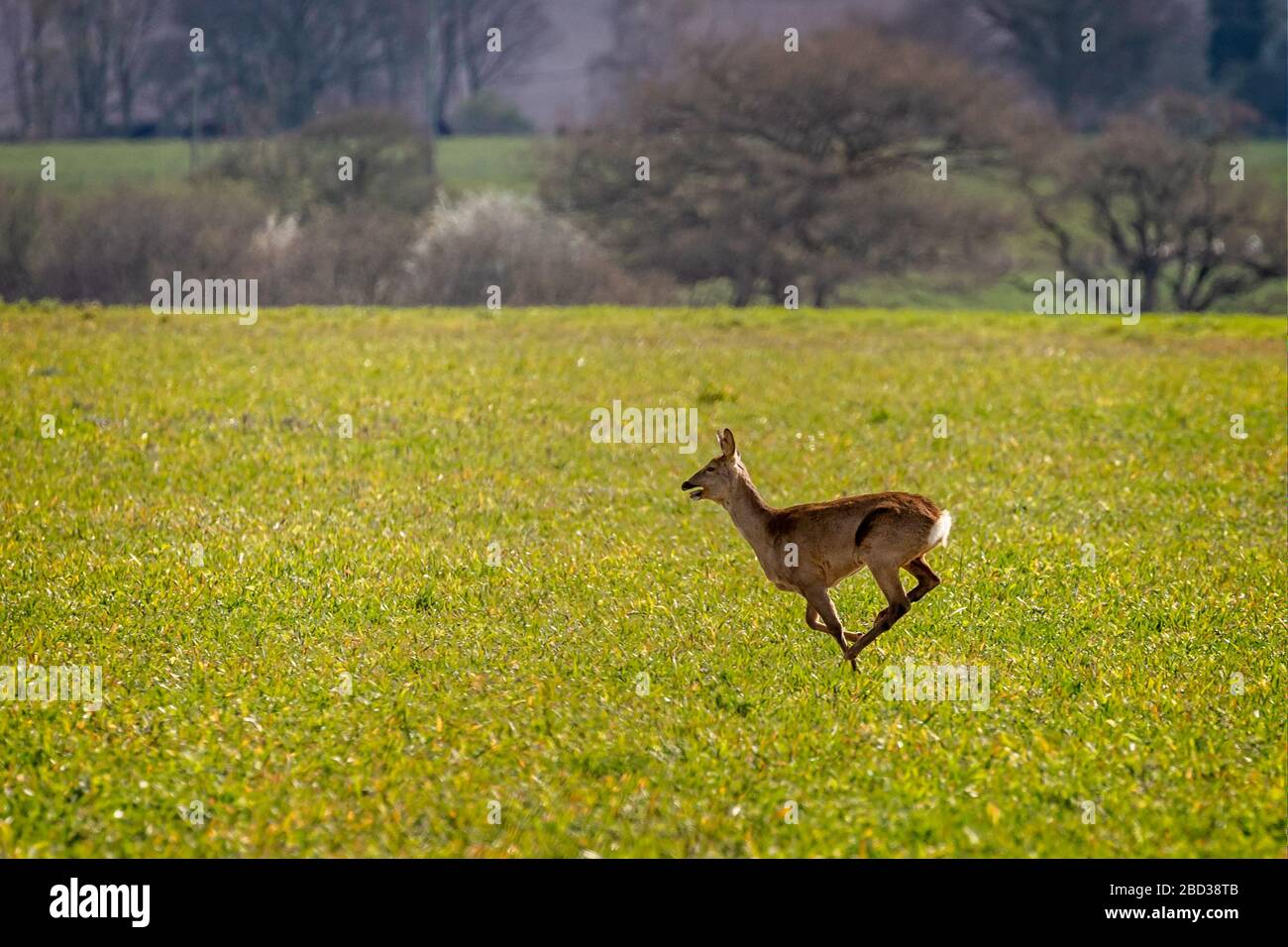 Close up of roe deer galloping across green field in English ...