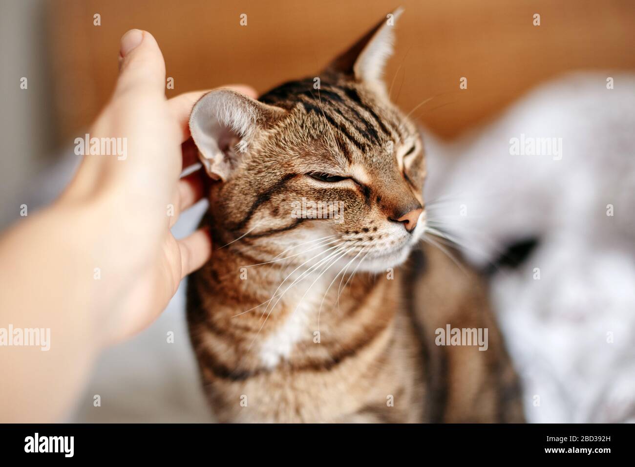Man woman petting stroking tabby cat by hand. Relationship of owner and ...