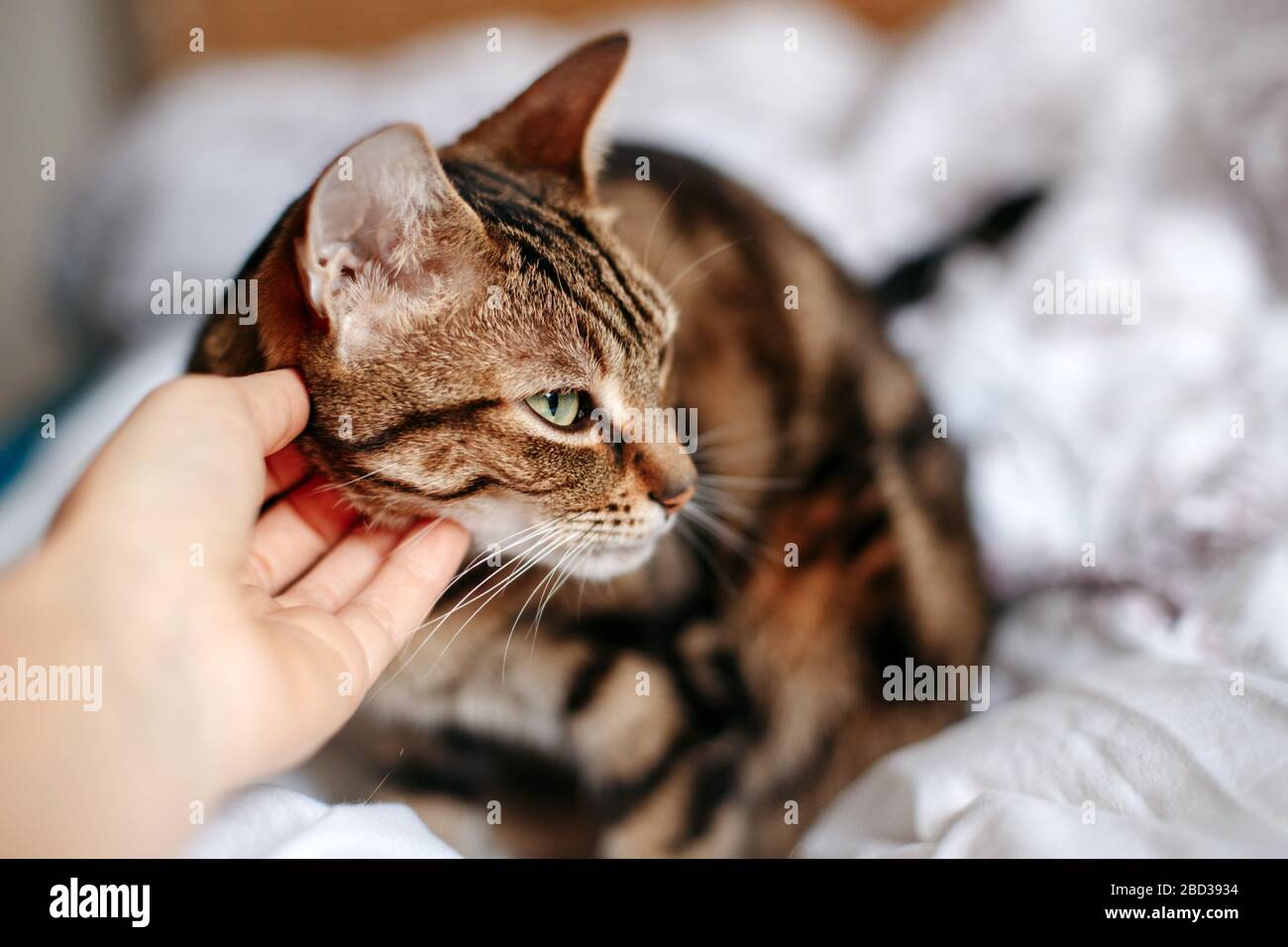 Human hand petting cat head hi-res stock photography and images - Alamy