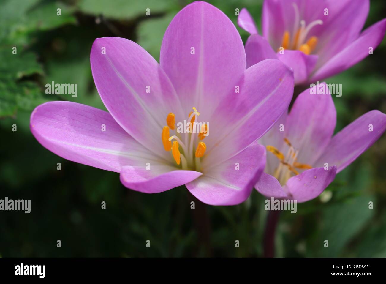Crocus (English plural: crocuses or croci) is a genus of flowering ...