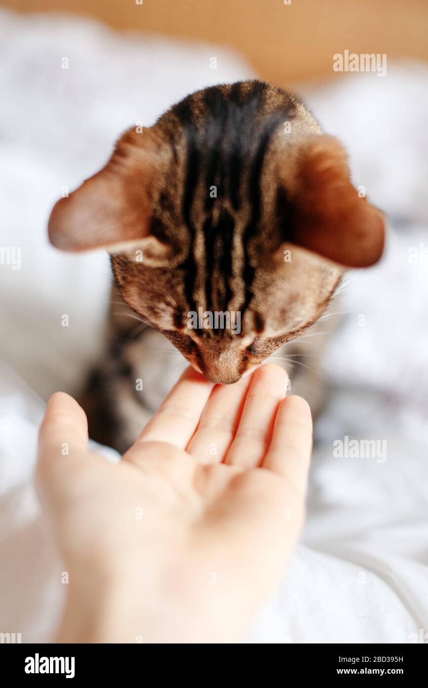 Beautiful tabby pet cat sniffing human hand palm. Relationship of owner ...