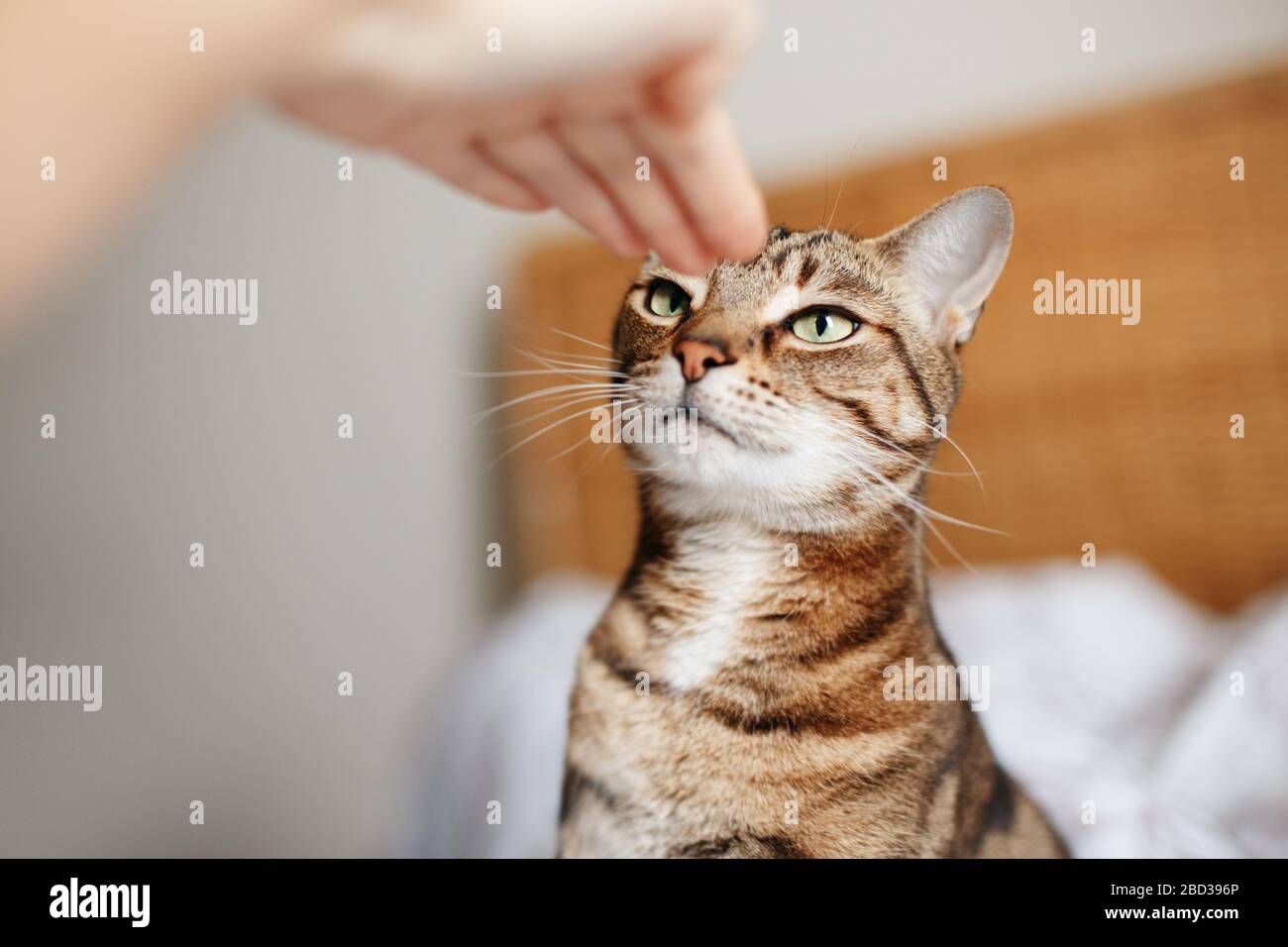 Man woman giving open empty hand palm to tabby cat. Relationship of ...