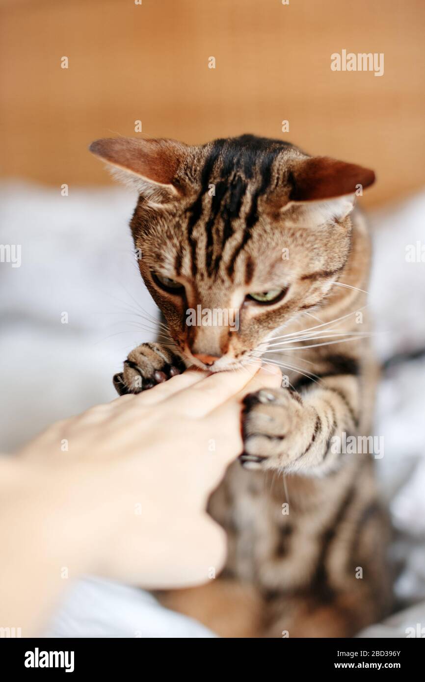 Beautiful tabby pet cat sniffing human hand palm. Relationship of owner ...