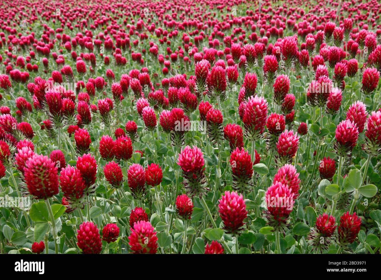 Trifolium incarnatum, known as crimson clover or Italian clover Stock ...