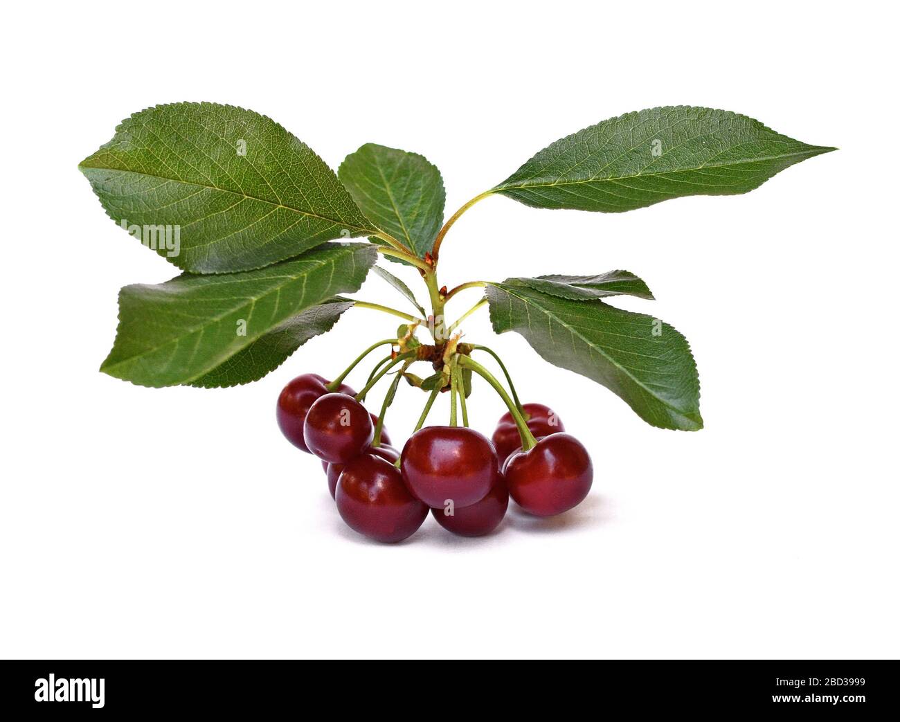 Bush cherries Cut Out Stock Images & Pictures - Alamy