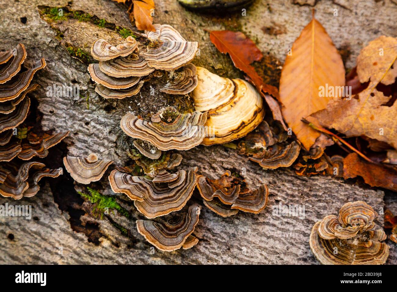 Bracket fungi growing on a tree trunk in the forest Stock Photo - Alamy