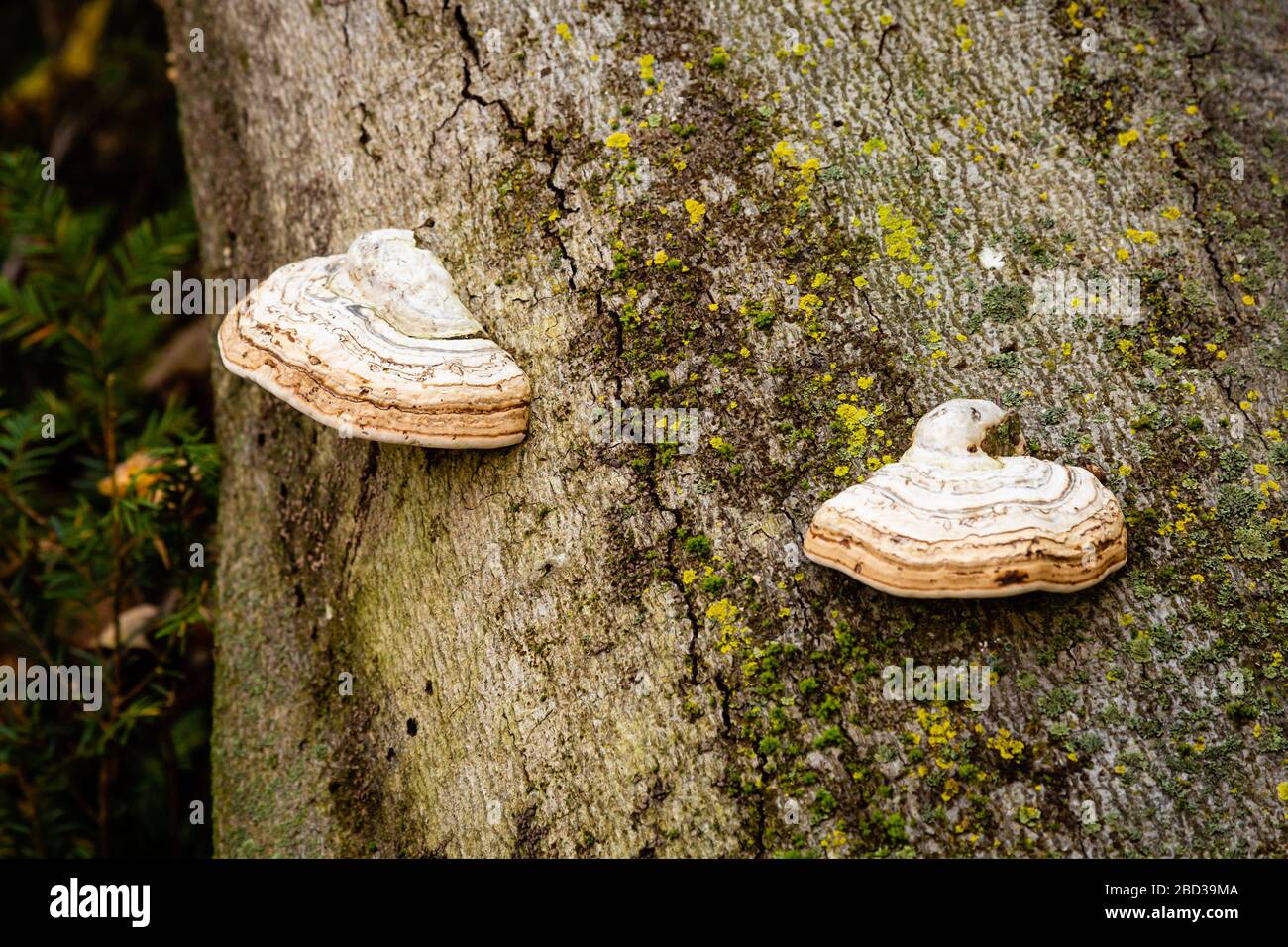 Mycelium fungi tree hi-res stock photography and images - Alamy