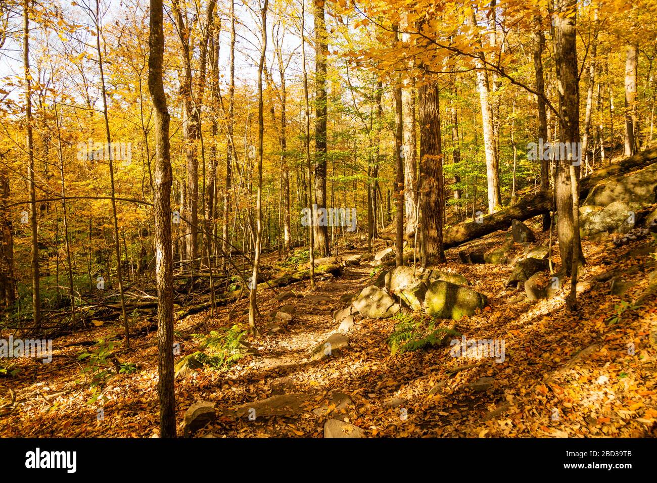 Pathway in the forest during a sunny autumn day Stock Photo - Alamy