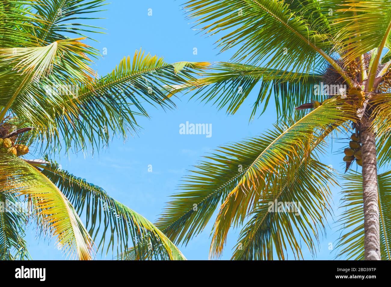 Tropical Background photo with palm trees under blue sky, Dominican ...