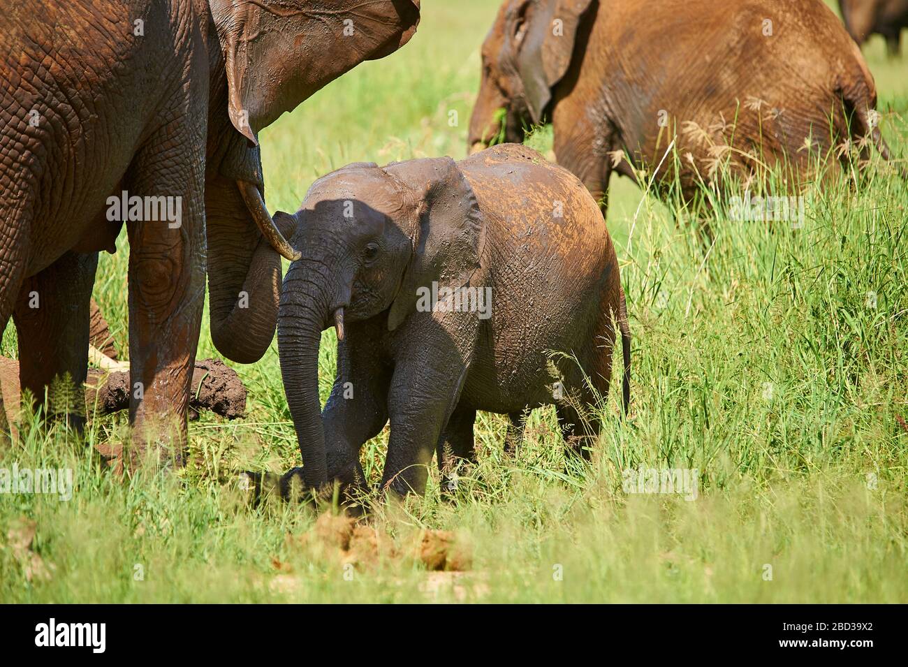 Admonish hi-res stock photography and images - Alamy