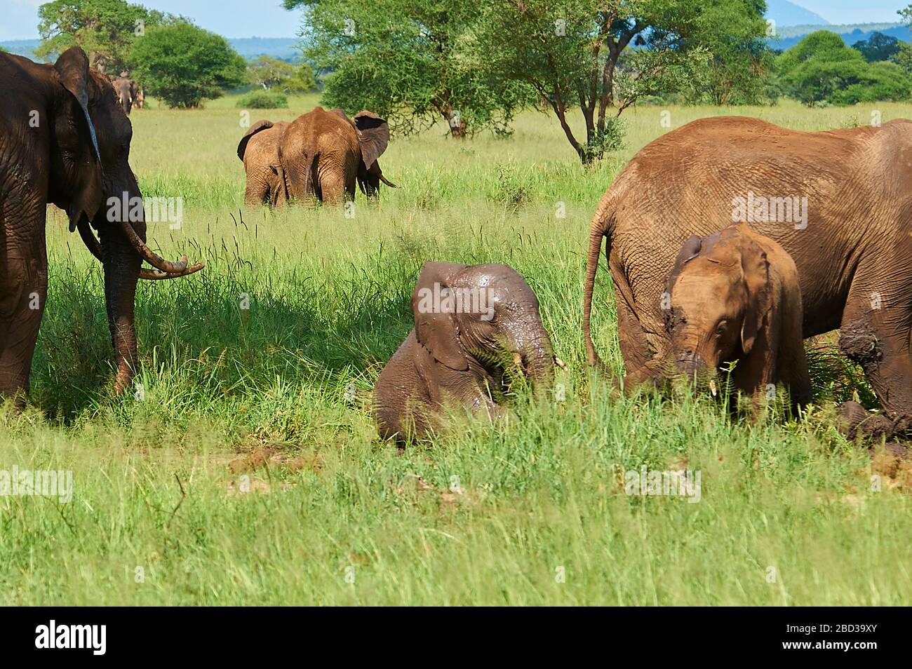 Young elephant calf wrestling and playing in high spirits Stock Photo ...