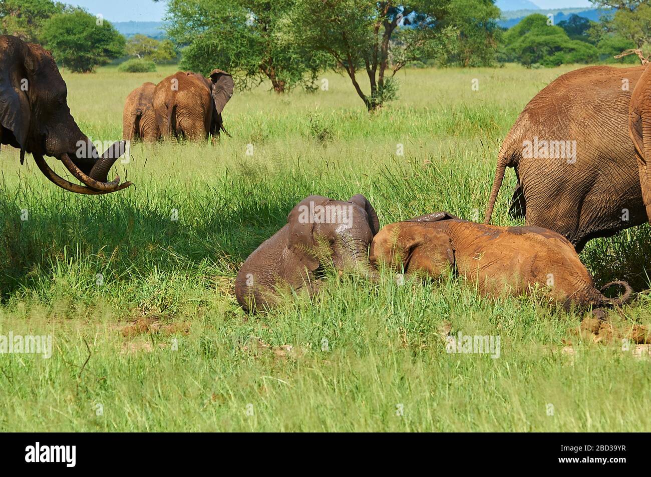Young elephant calf wrestling and playing in high spirits Stock Photo ...