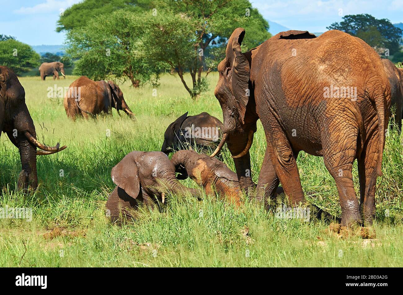 Young elephant calf wrestling and playing in high spirits Stock Photo ...
