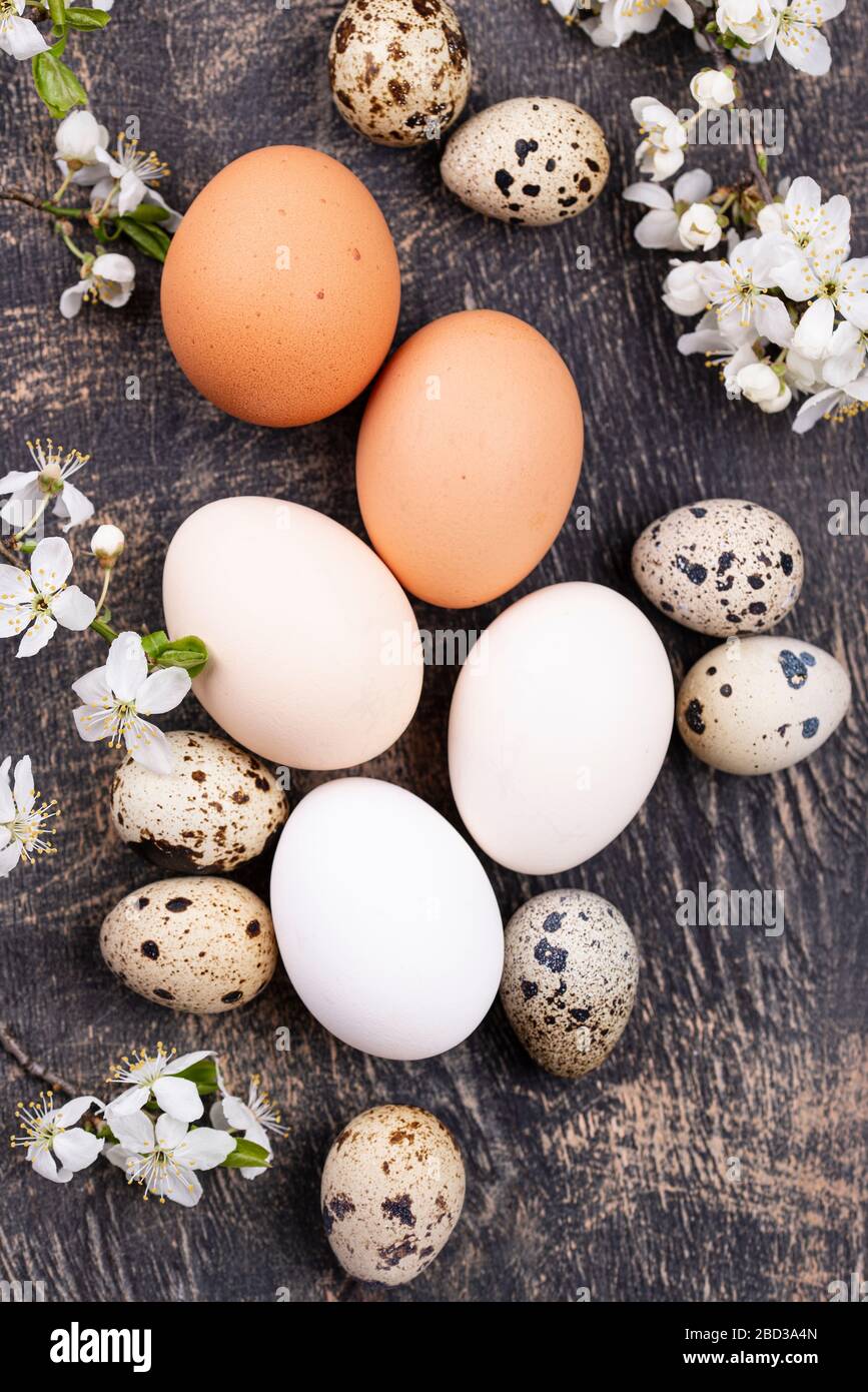 Chicken eggs gradient from light to dark Stock Photo - Alamy