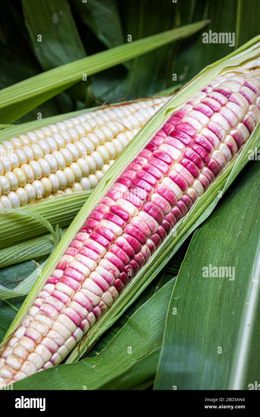 Maíz mexico hi-res stock photography and images - Alamy
