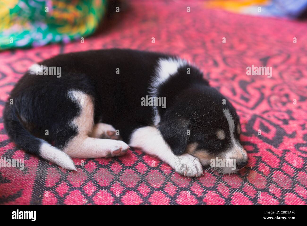 Puppy dog taking a nap after playing a lot. Horizontal shot with ...
