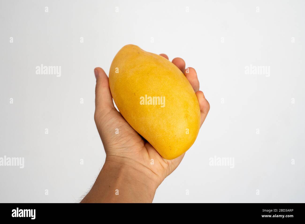 Female hand holding a ripe mango on a white background Stock Photo - Alamy
