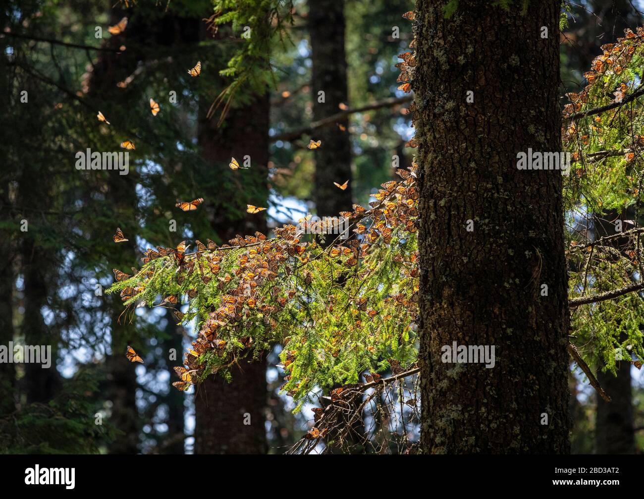Monarch butterfly cluster hi-res stock photography and images - Alamy