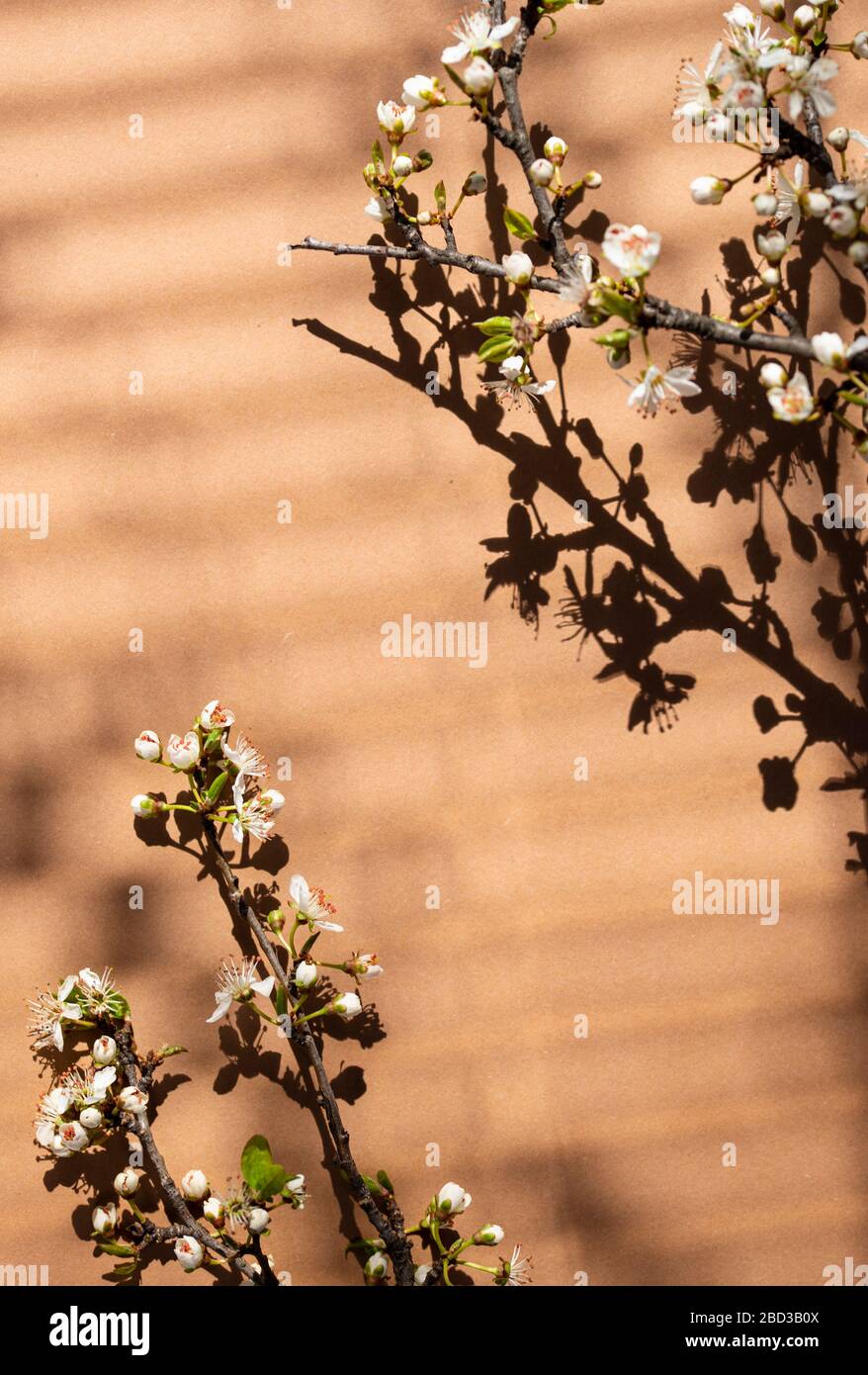 Silhouette tree branch through window hi-res stock photography and ...