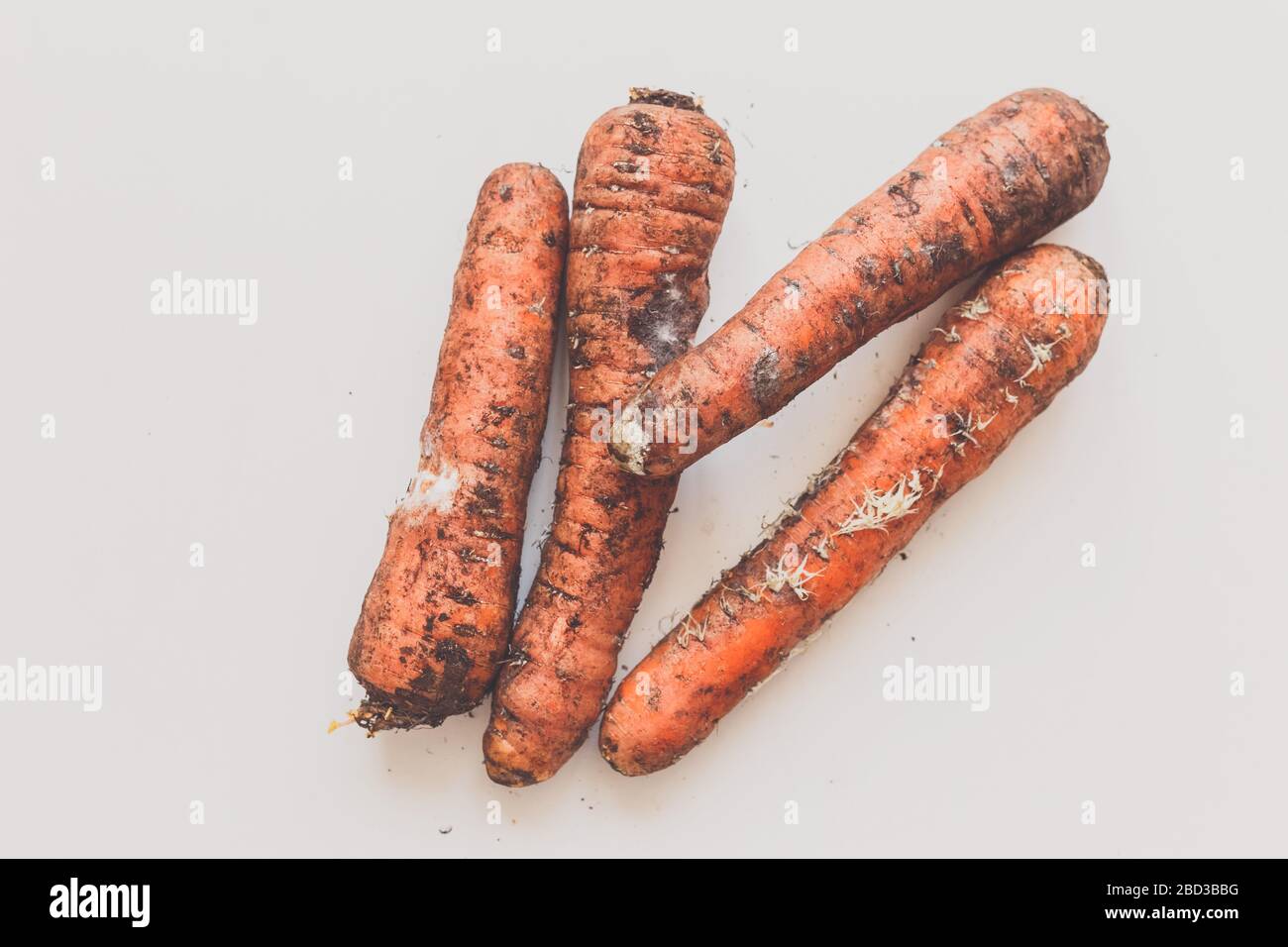 Rot carrots with fungus on white backdrop. Top view Stock Photo - Alamy