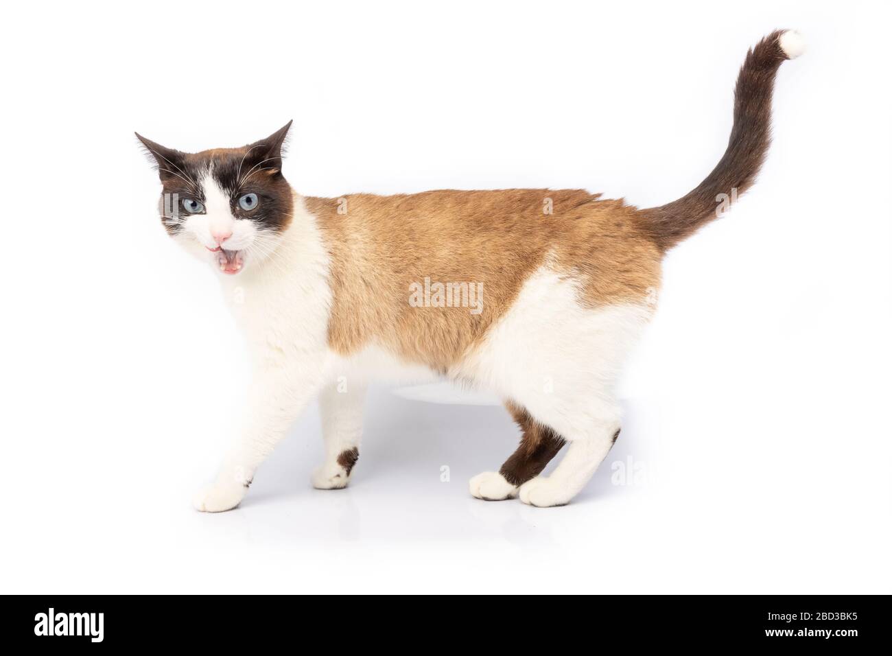 Siamese cat funny face Cut Out Stock Images & Pictures - Alamy