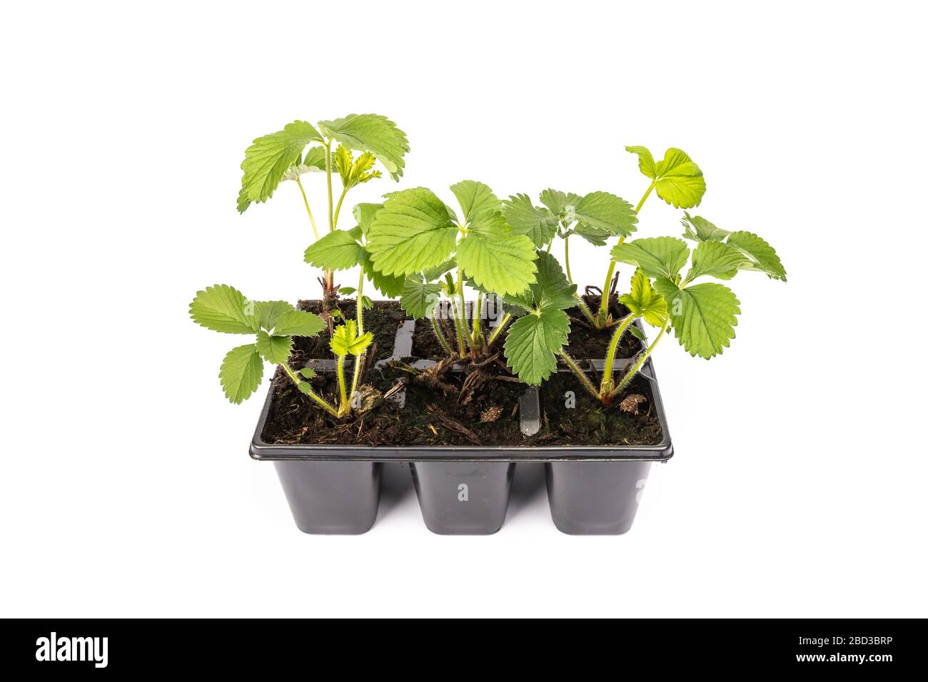 young strawberry plants in pots on white background in studio Stock ...