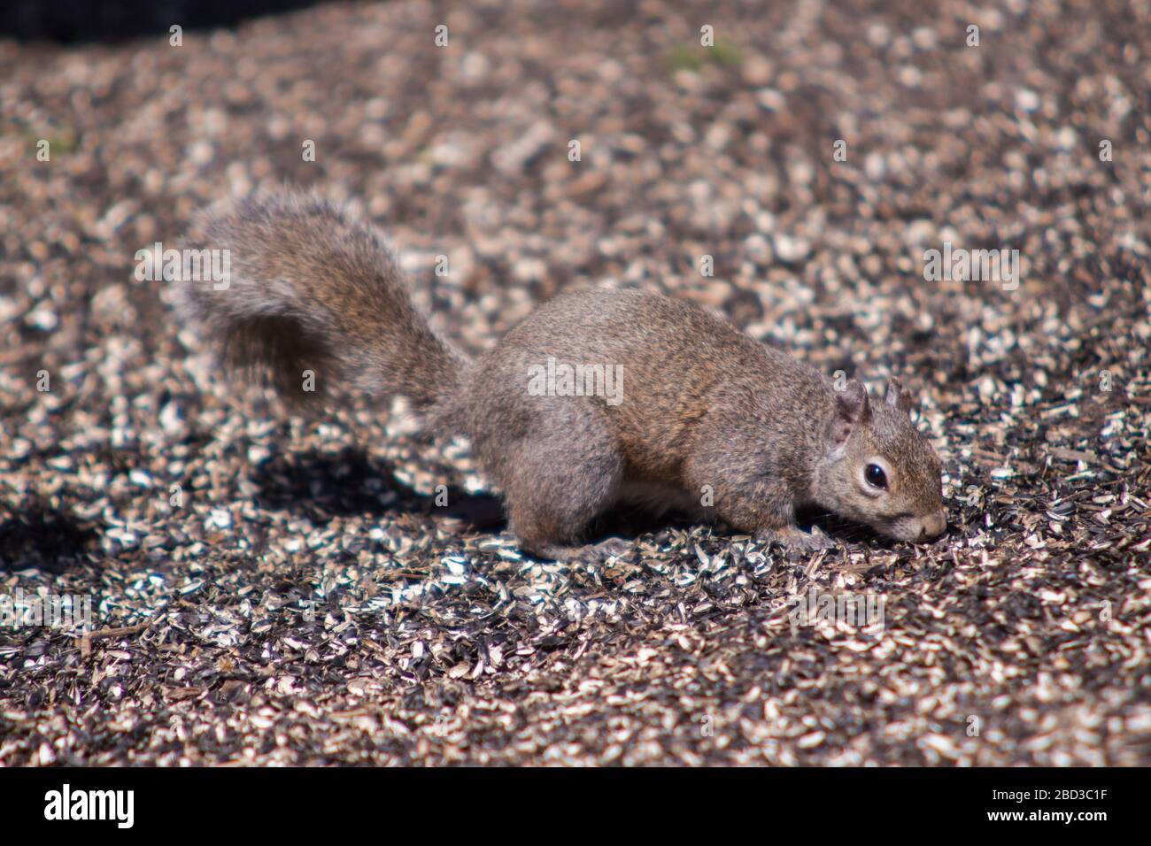 Gray squirrel food hi-res stock photography and images - Alamy