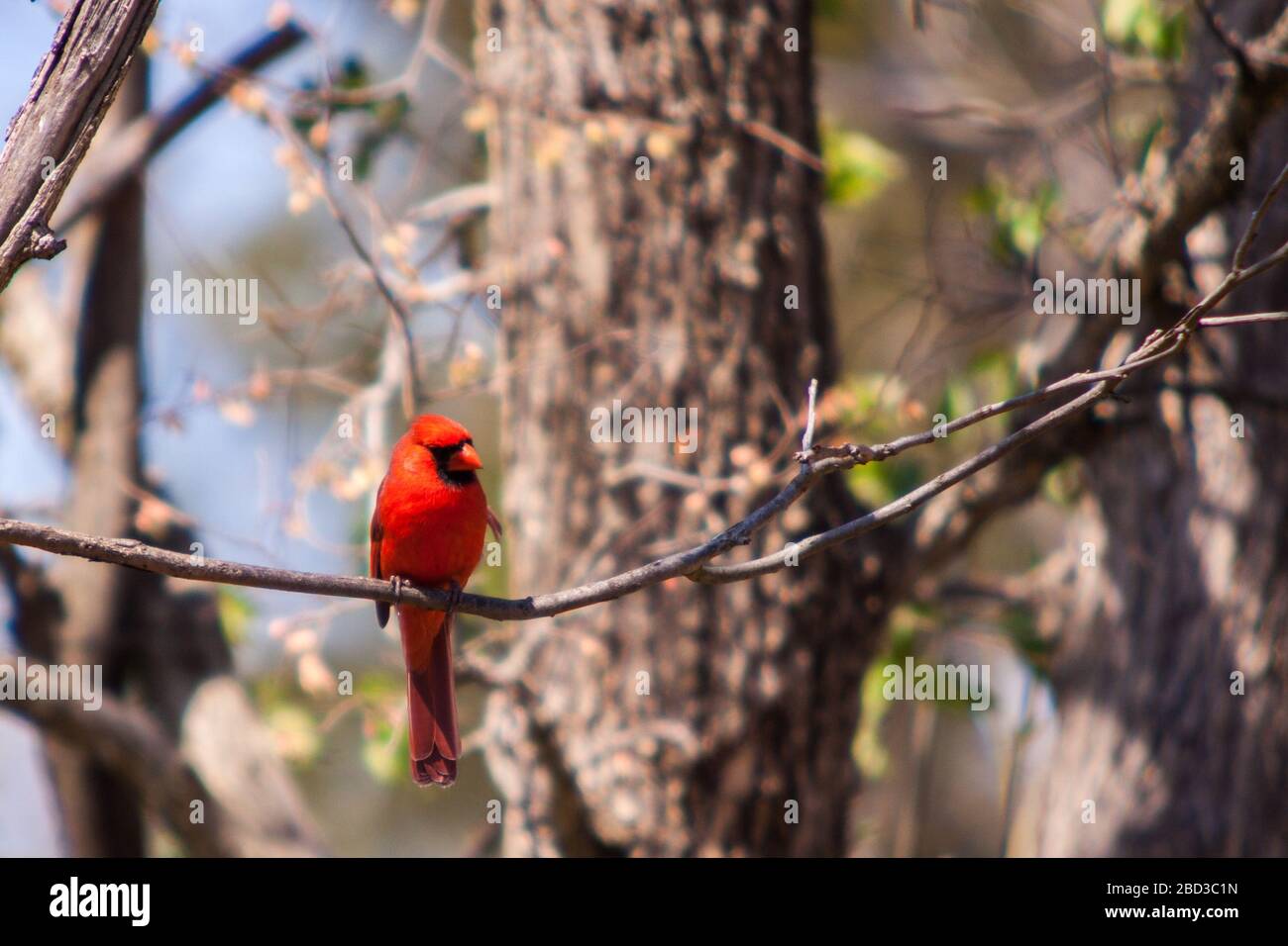 Cardinal on limb hi-res stock photography and images - Alamy