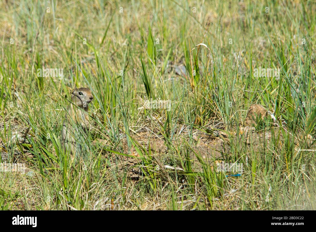 Ground squirrel at his burrow Stock Photo - Alamy
