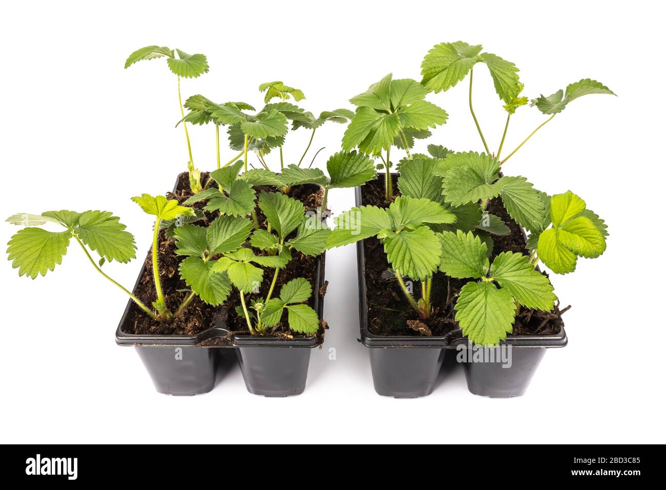 young strawberry plants in pots on white background in studio Stock ...