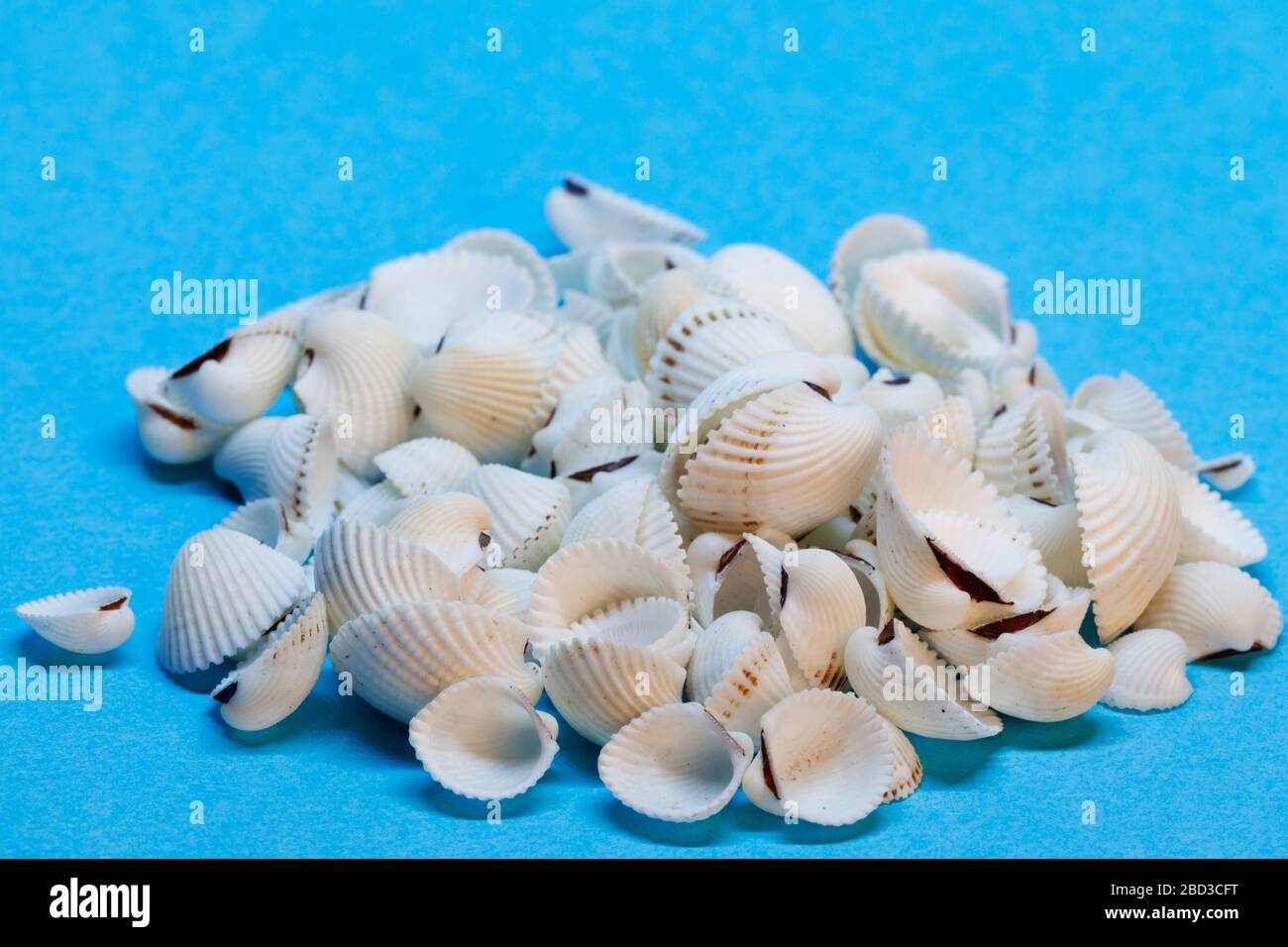 Pile of seashells hi-res stock photography and images - Alamy