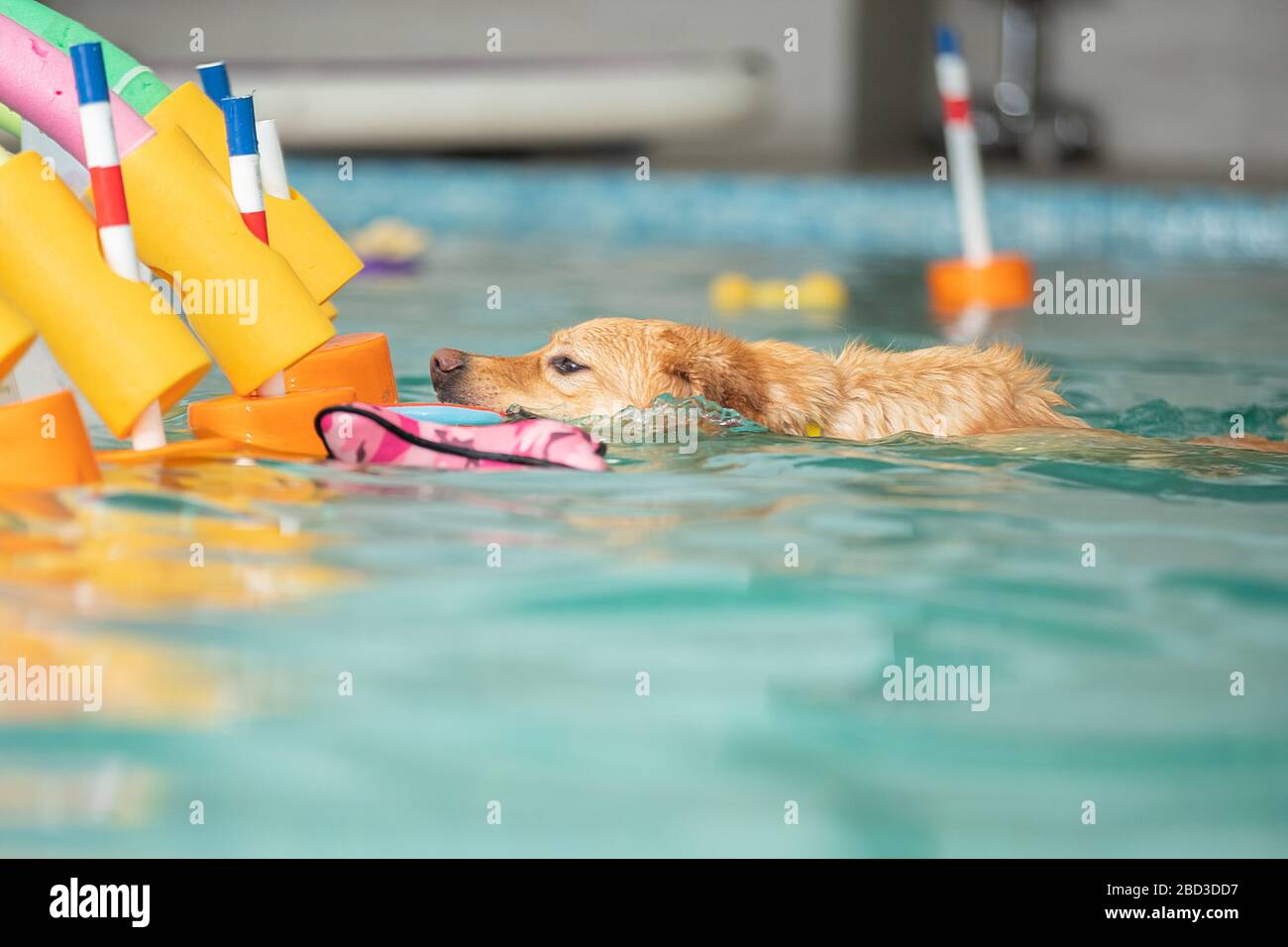 Pit bull head hi-res stock photography and images - Alamy